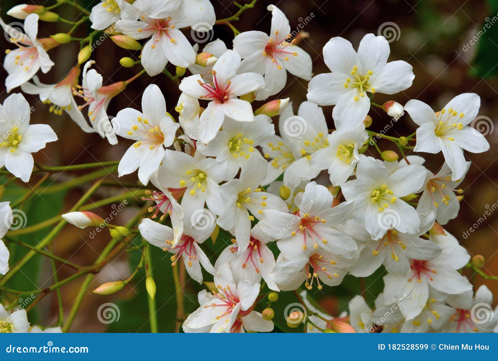Tung tree flowers stock image. Image of green, cool - 182528599
