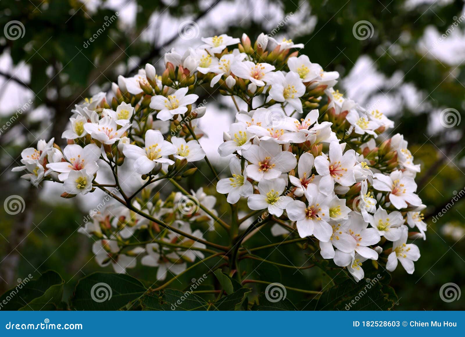 Tung tree flowers stock image. Image of fordii, aleurites - 182528603