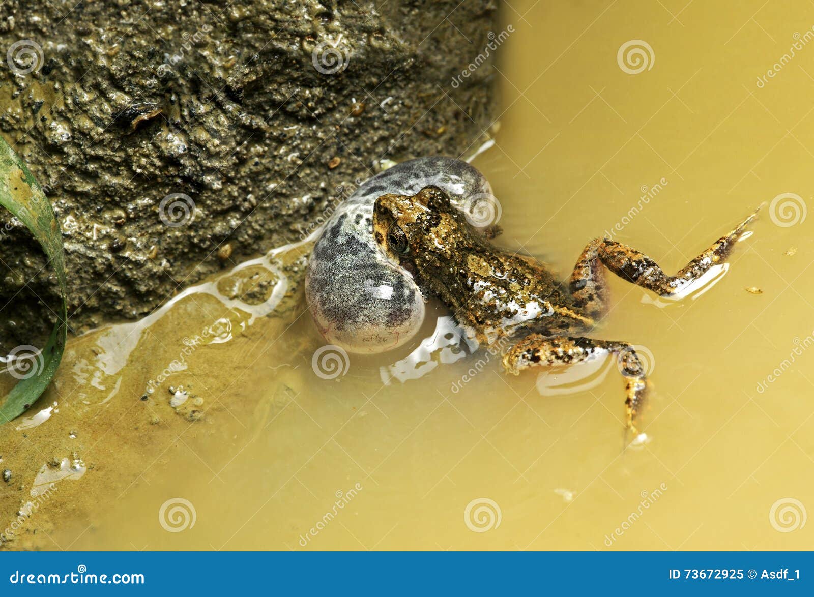 Tungarakikker stock afbeelding. Image of opgeblazen, seizoen - 73672925