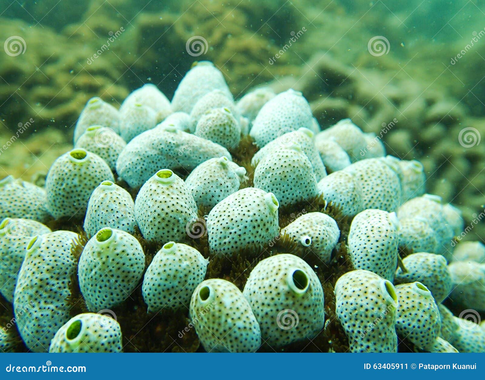 Tunicate stock image. Image of water, green, closed, marine - 63405911