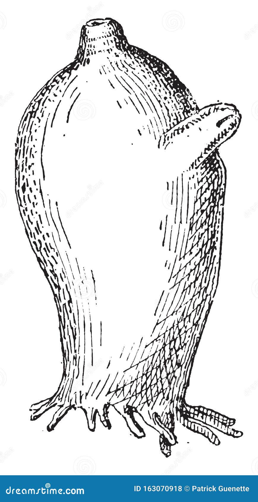 Tunicate Stock Illustrations – 6 Tunicate Stock Illustrations, Vectors ...