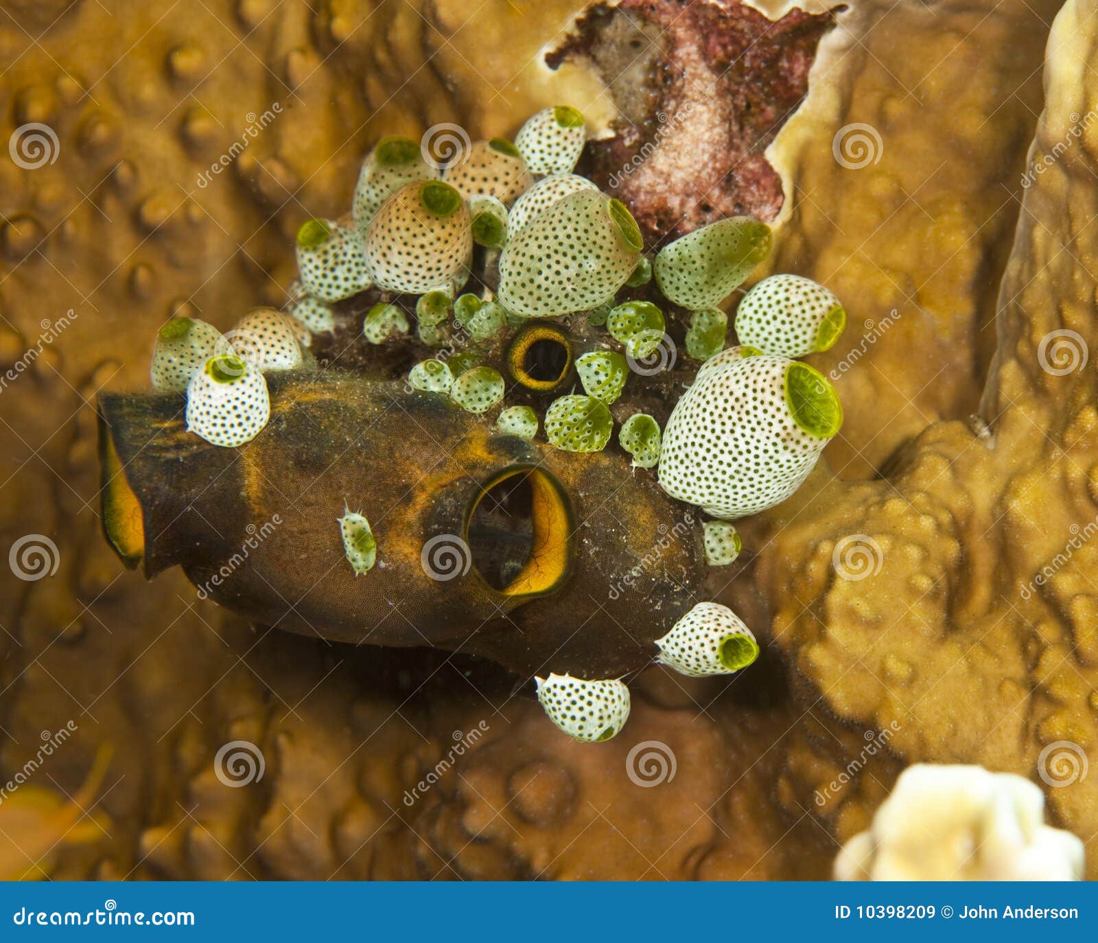 Tunicates stock image. Image of bali, tunicates, feeding - 10398209