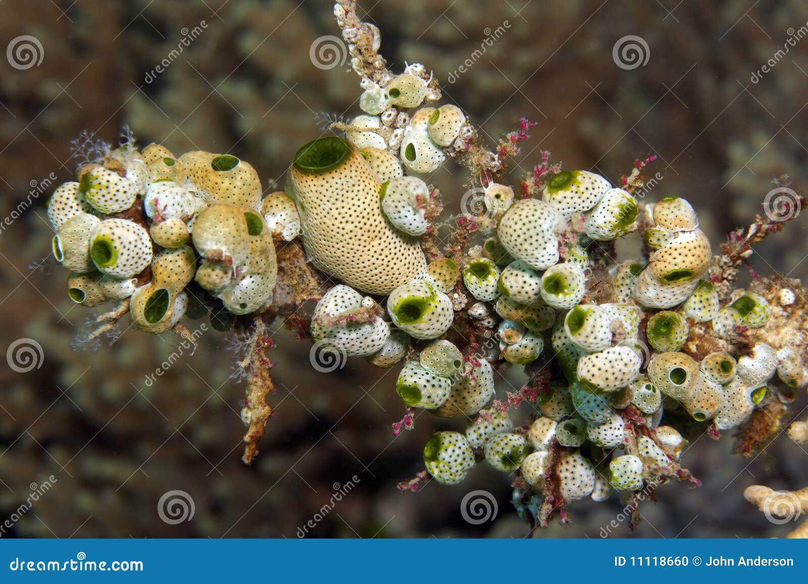 Tunicates stock photo. Image of animals, straits, community - 11118660