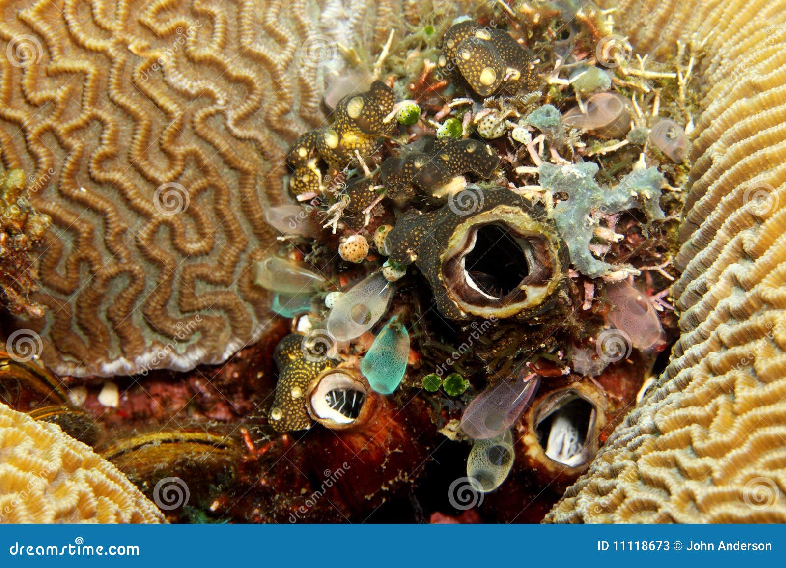 Tunicates stock image. Image of ascidians, straits, indonesia - 11118673