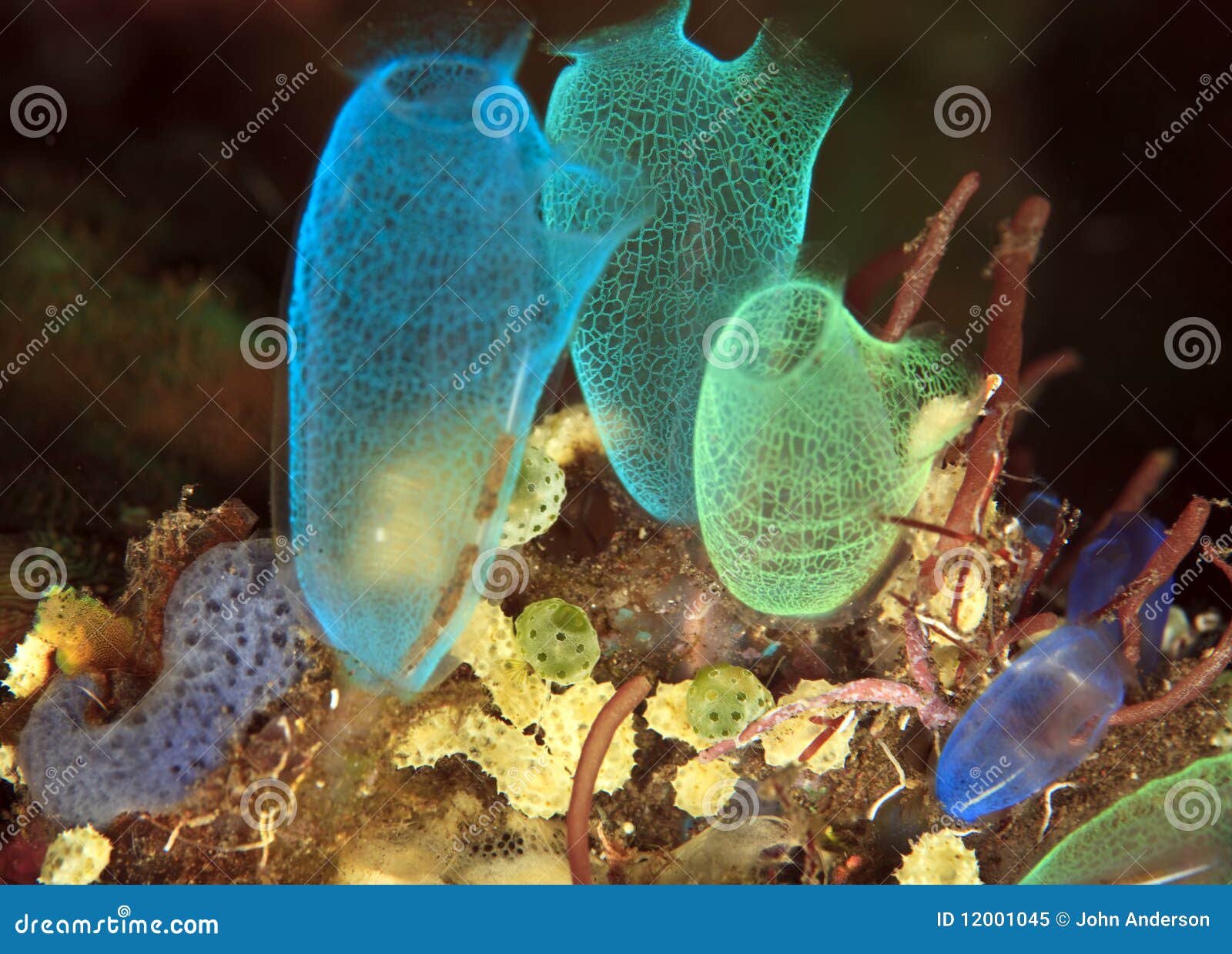 Tunicates stock image. Image of underwater, colorful - 12001045