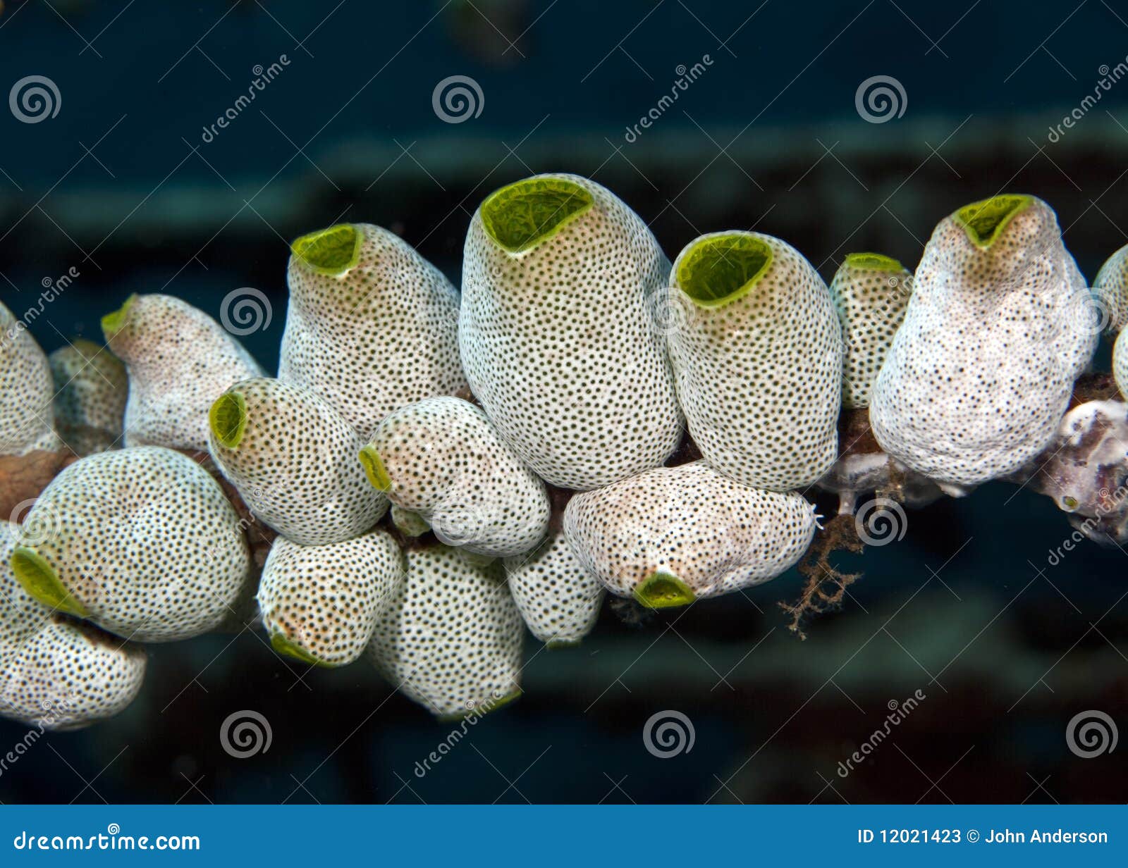 Tunicates stock image. Image of ocean, indonesia, underwater - 12021423