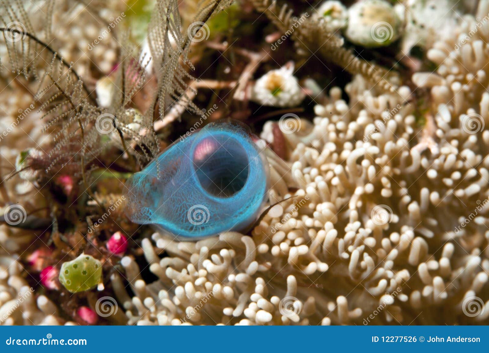 Tunicates stock photo. Image of ascidian, indonesia, reef - 12277526