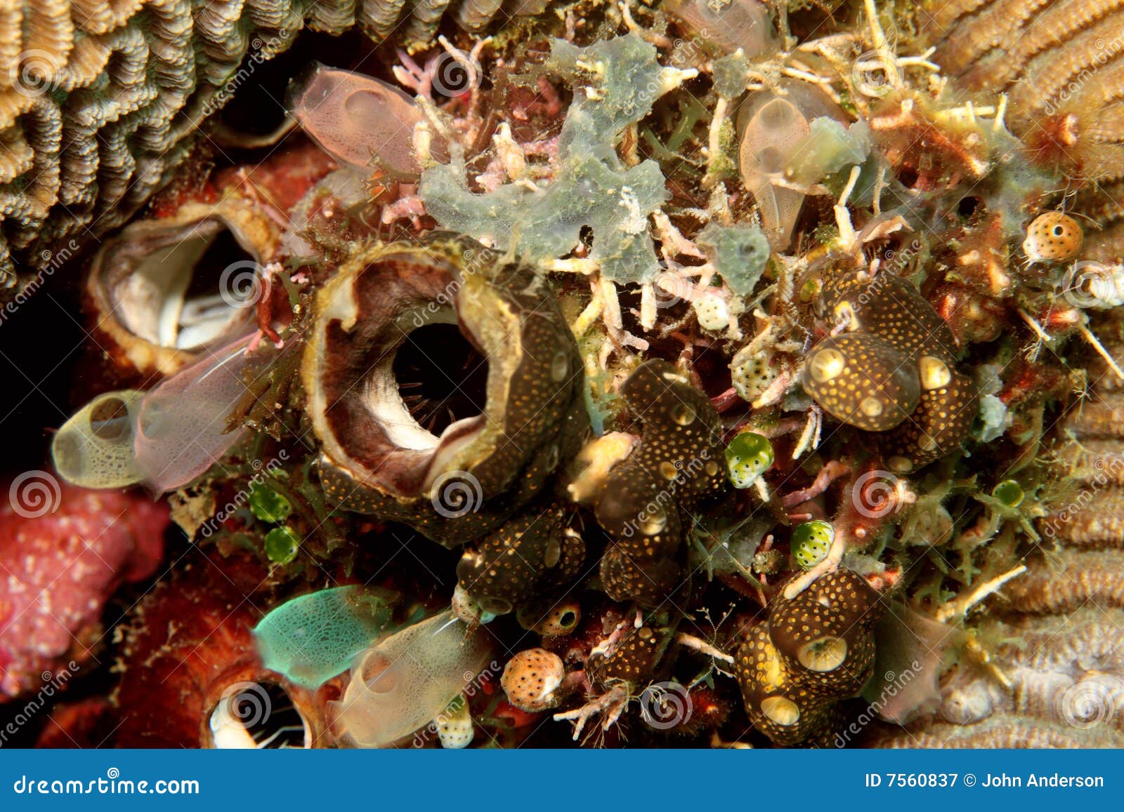 Tunicates stock image. Image of lembeh, indo, life, colorful - 7560837