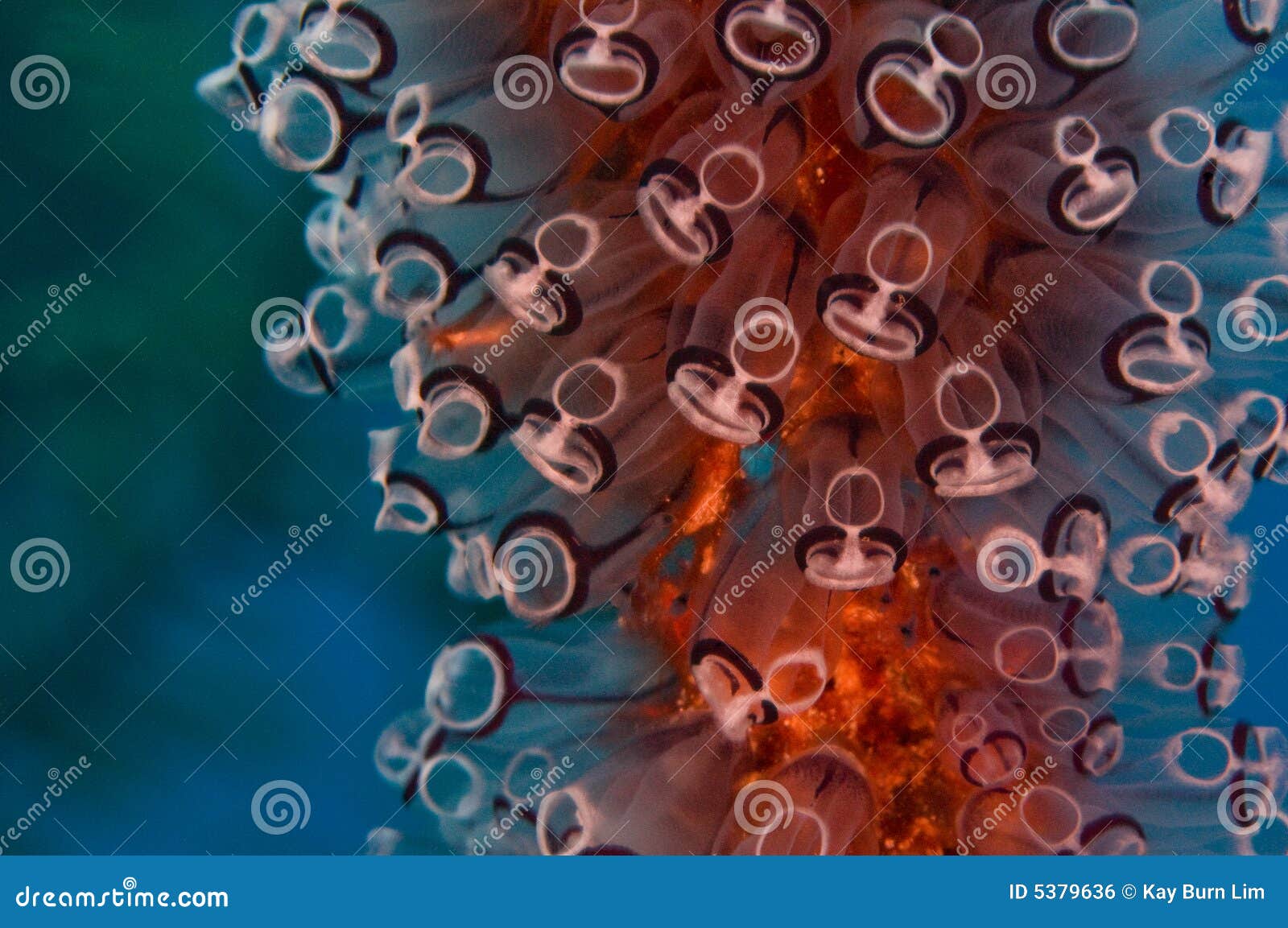 Tunicates Closeup stock photo. Image of dive, wallpaper - 5379636