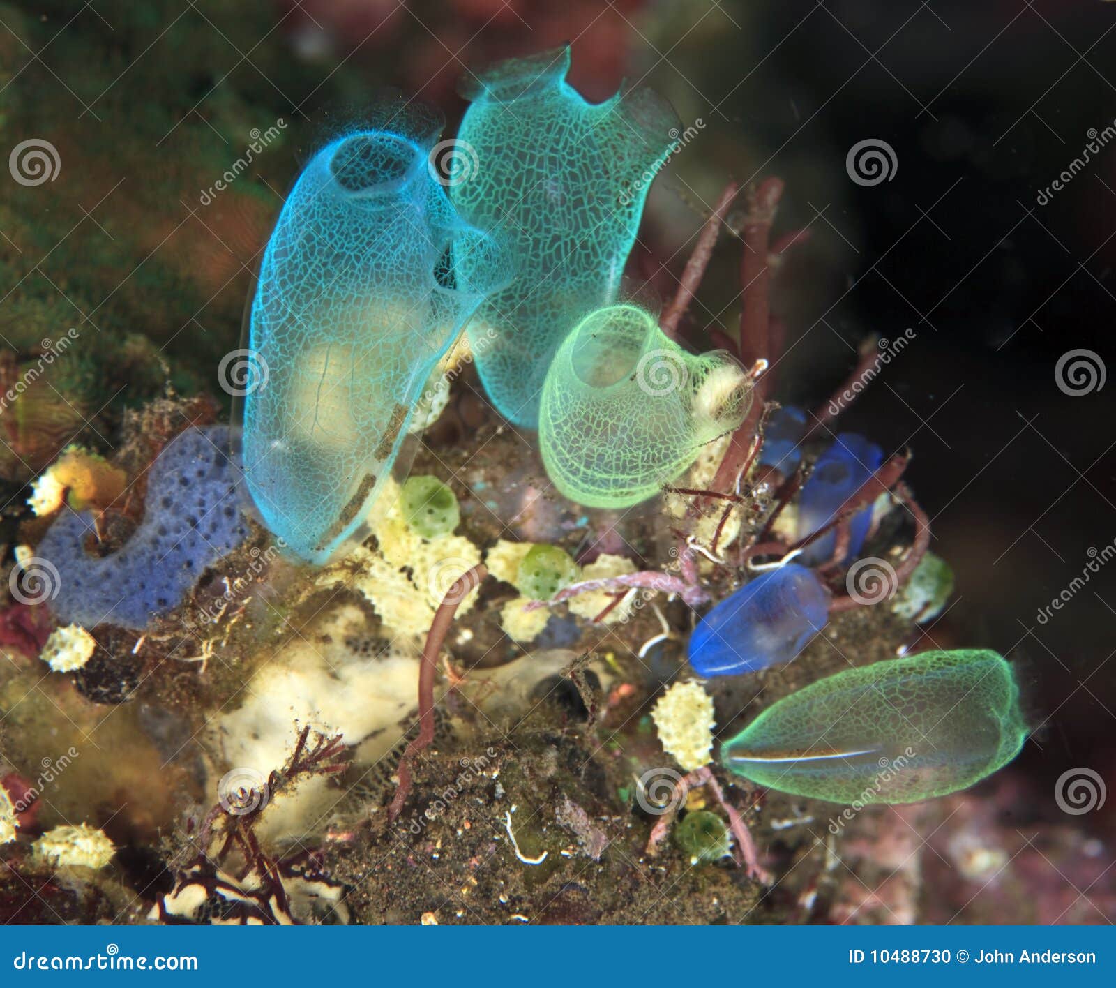 Tunicates feeding stock photo. Image of pacific, underwater - 10488730