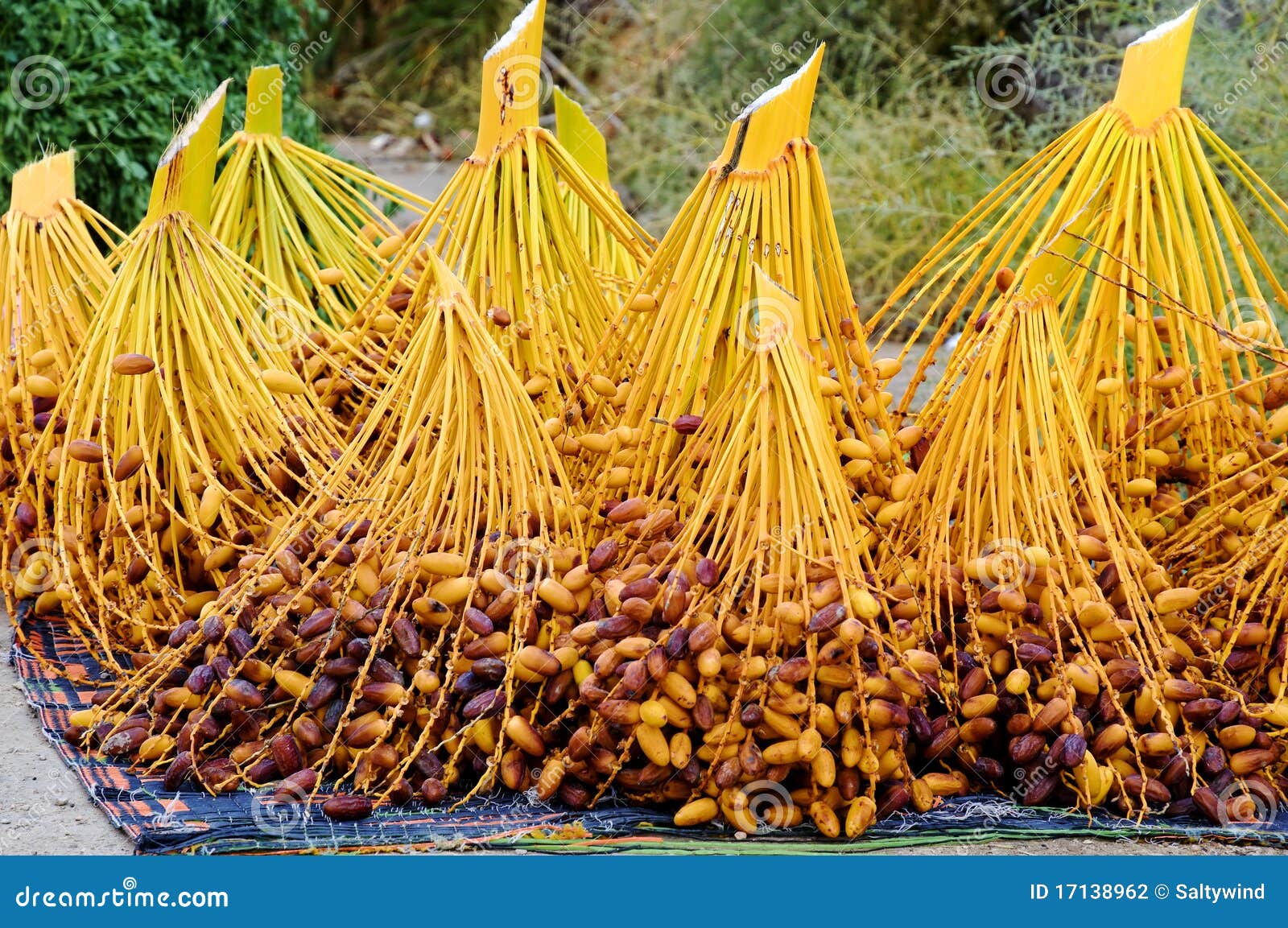 Tunisian dates stock photo. Image of arabia, date, palm - 17138962