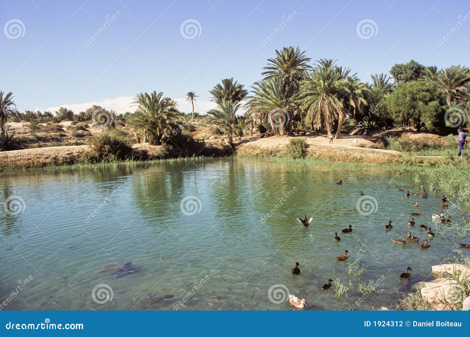 Tunisian oasis stock photo. Image of duck, quiet, pond - 1924312
