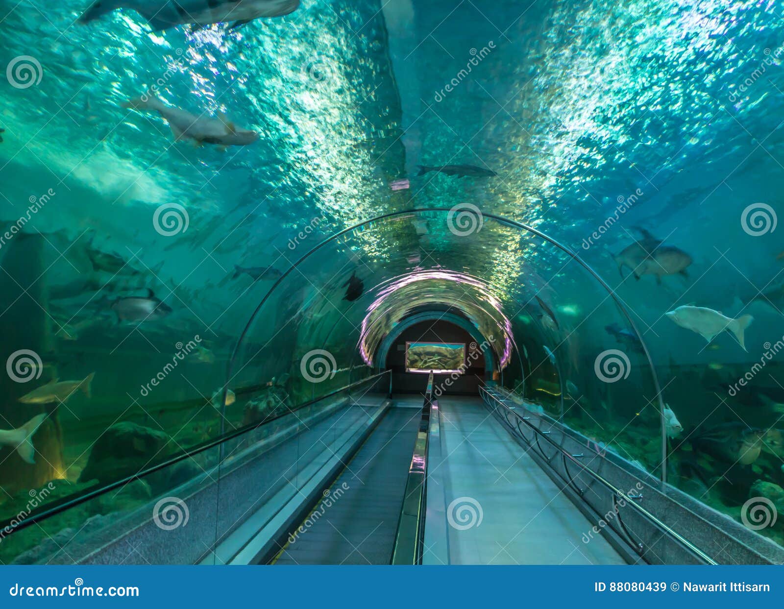 Tunnel Aquarium stock image. Image of large, georgia - 88080439
