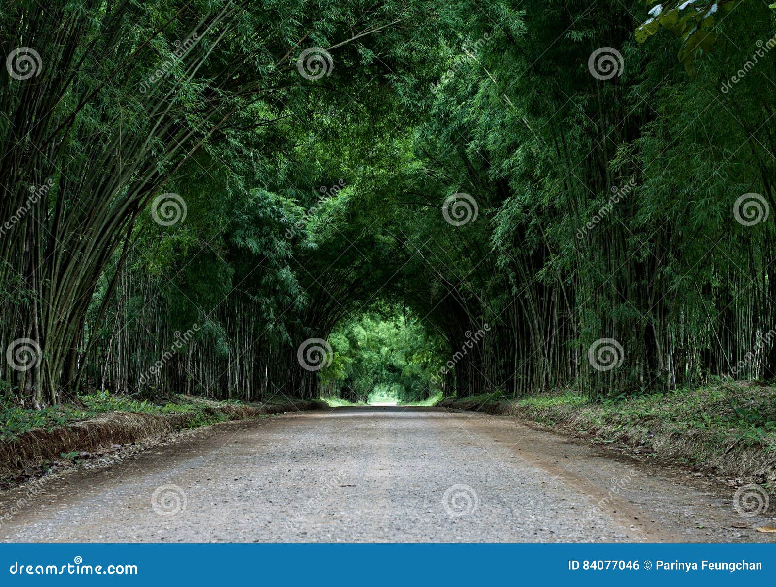 Tunnel bamboo tree on road stock photo. Image of perspective - 84077046