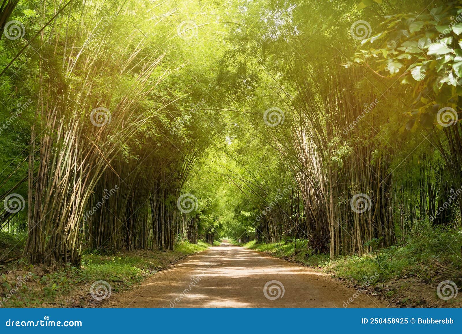 Tunnel Bamboo Trees and Walkway Stock Image - Image of natural, place ...