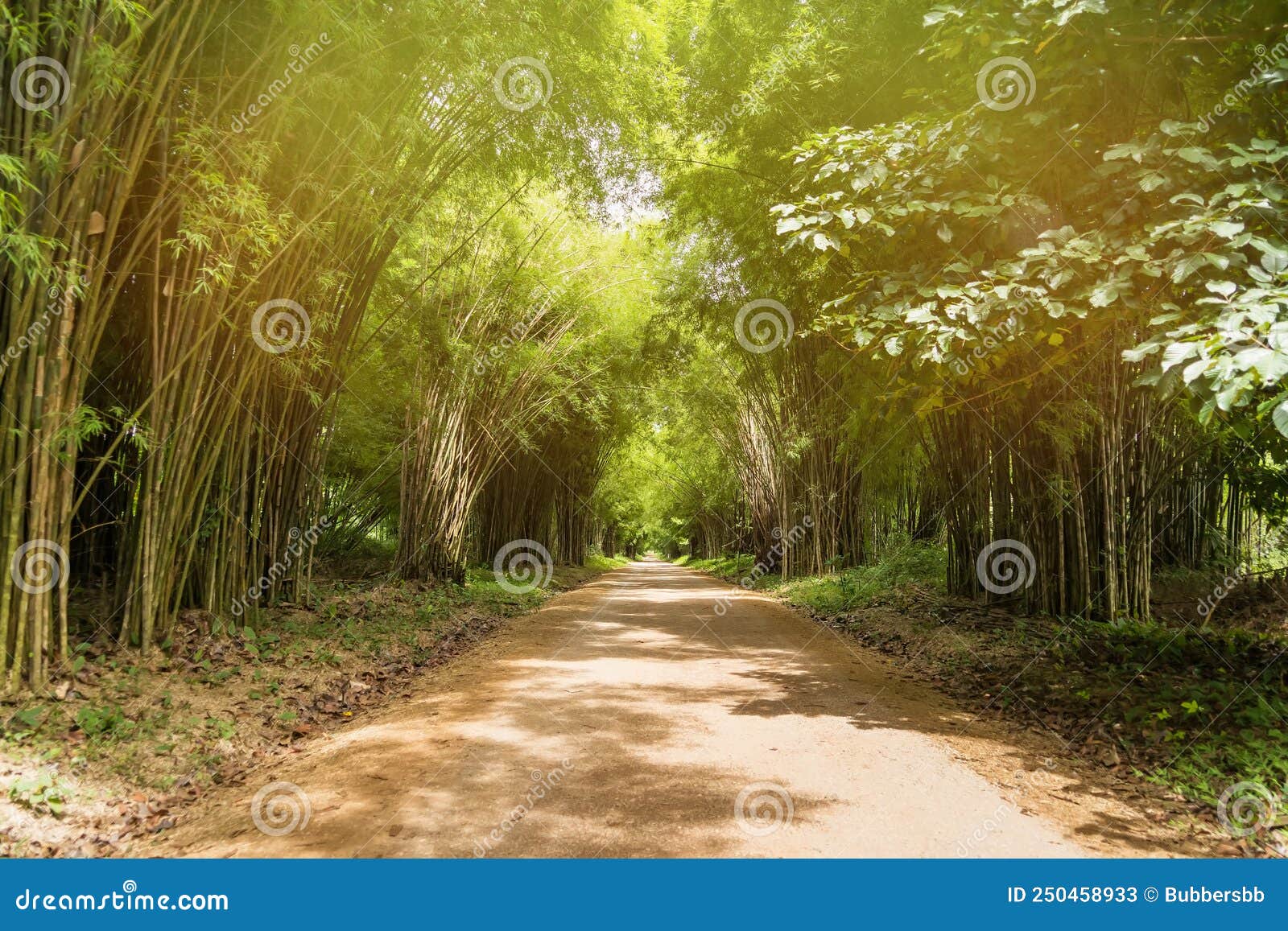 Tunnel Bamboo Trees and Walkway Stock Image - Image of architecture ...