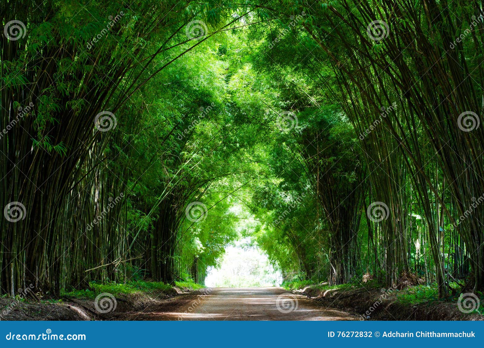 Tunnel Bamboo Trees and Walkway Stock Photo - Image of ecology, plant ...