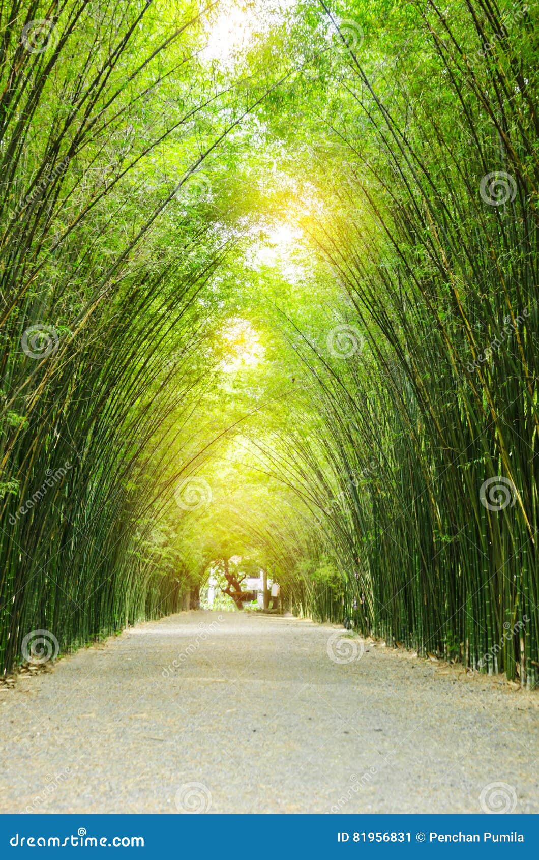 Tunnel Bamboo Trees And Walkway Royalty-Free Stock Image ...
