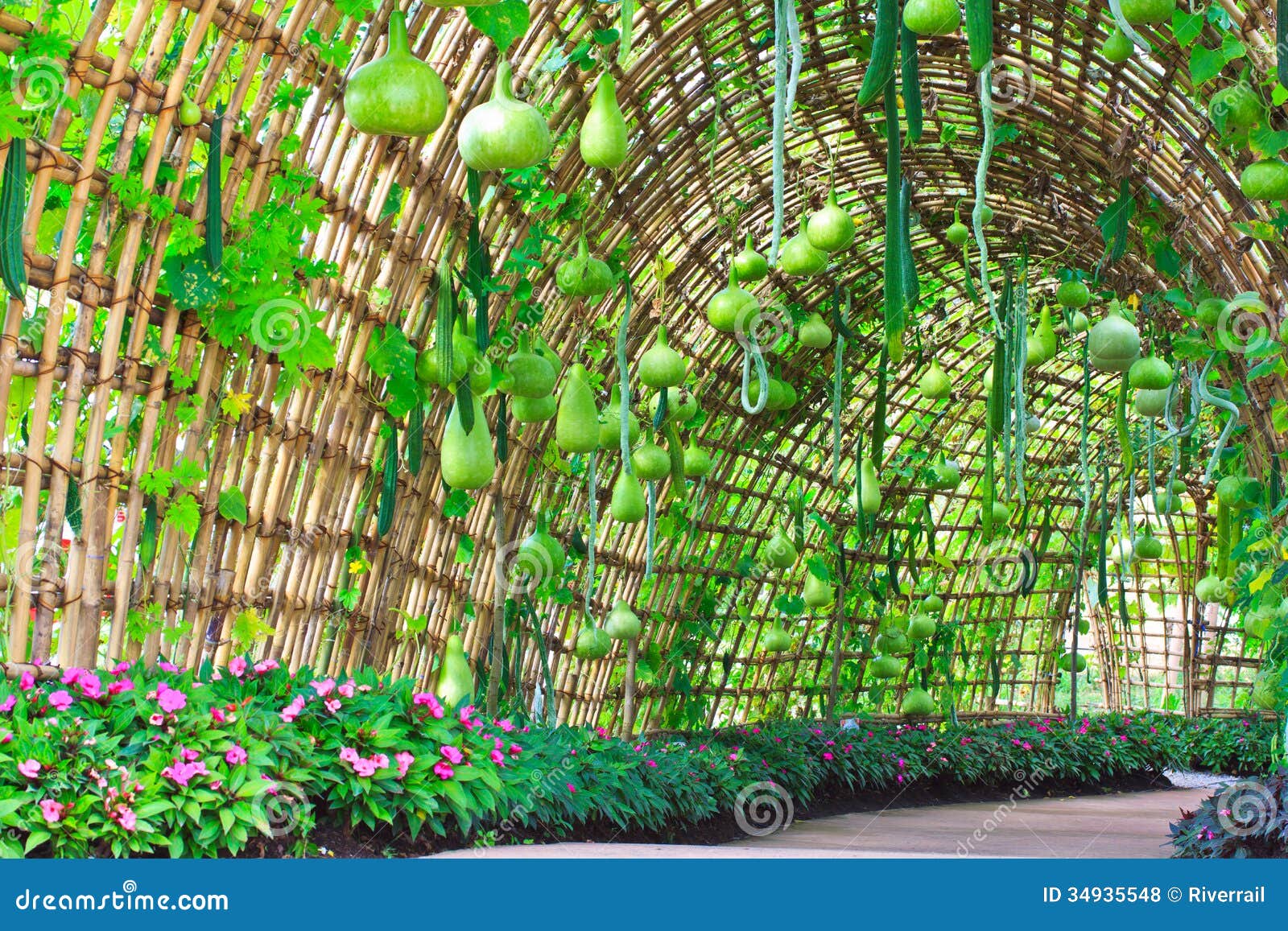 Tunnel De Courge De Calebasse Ou De Bouteille Photo stock - Image du ...