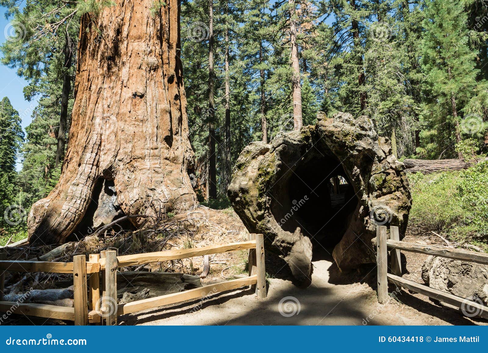 Tunnel through a Fallen Sequoia Tree Stock Photo - Image of natural ...