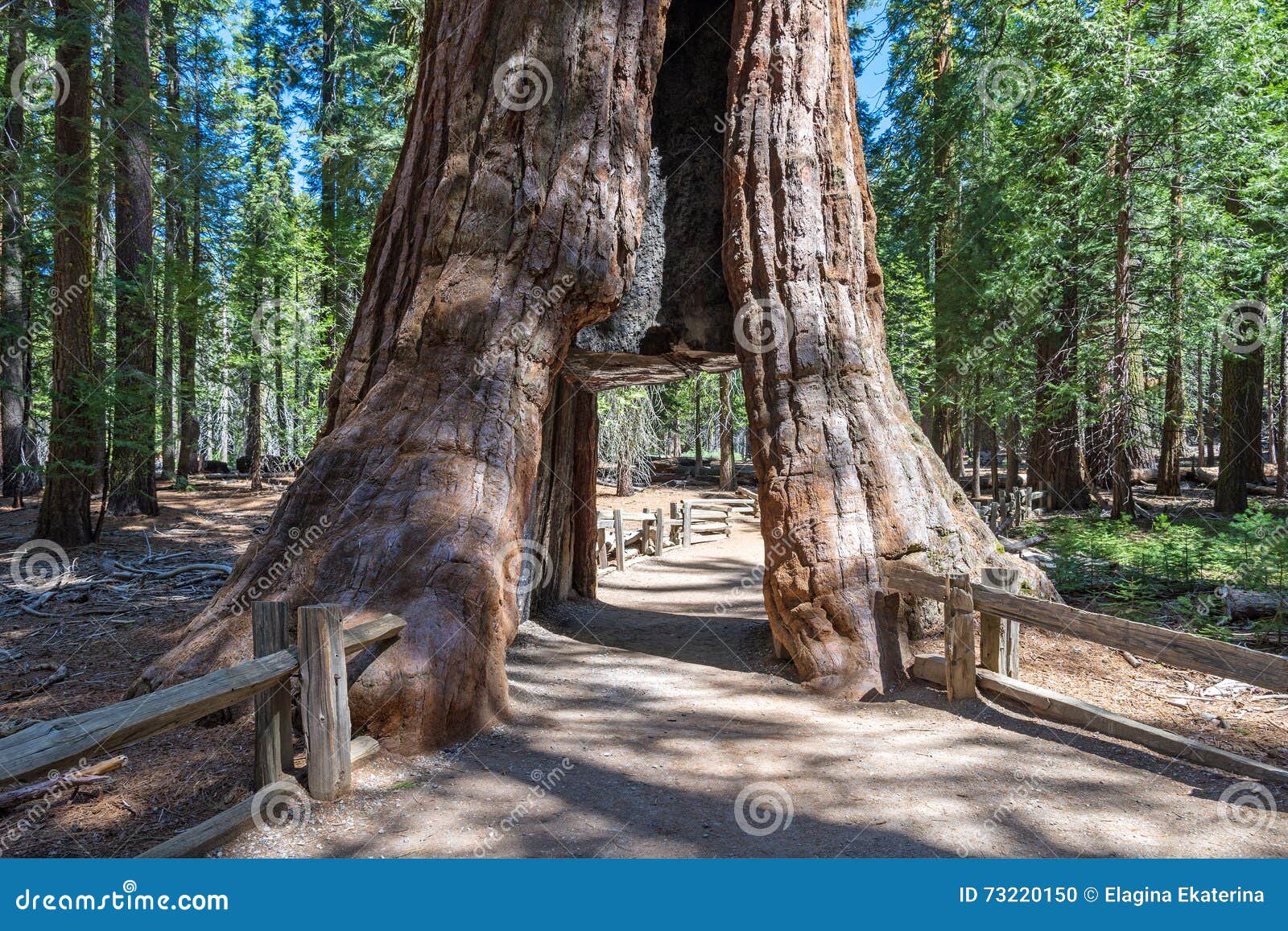 Tunnel through a Giant Sequoia Tree, Sequoia National Forest Stock ...