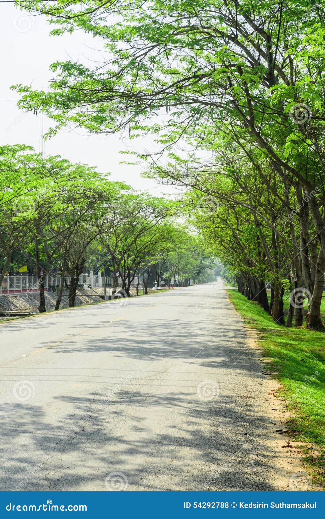 Tunnel Green Trees on Either Side of the Road Stock Photo - Image of ...