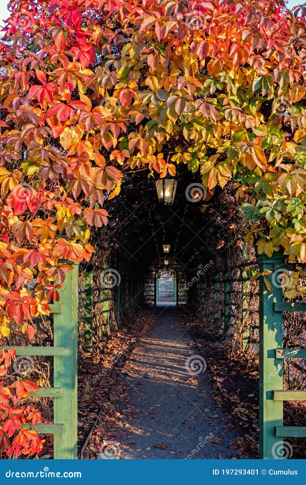 Tunnel of leaves in fall. stock image. Image of foliage - 197293401