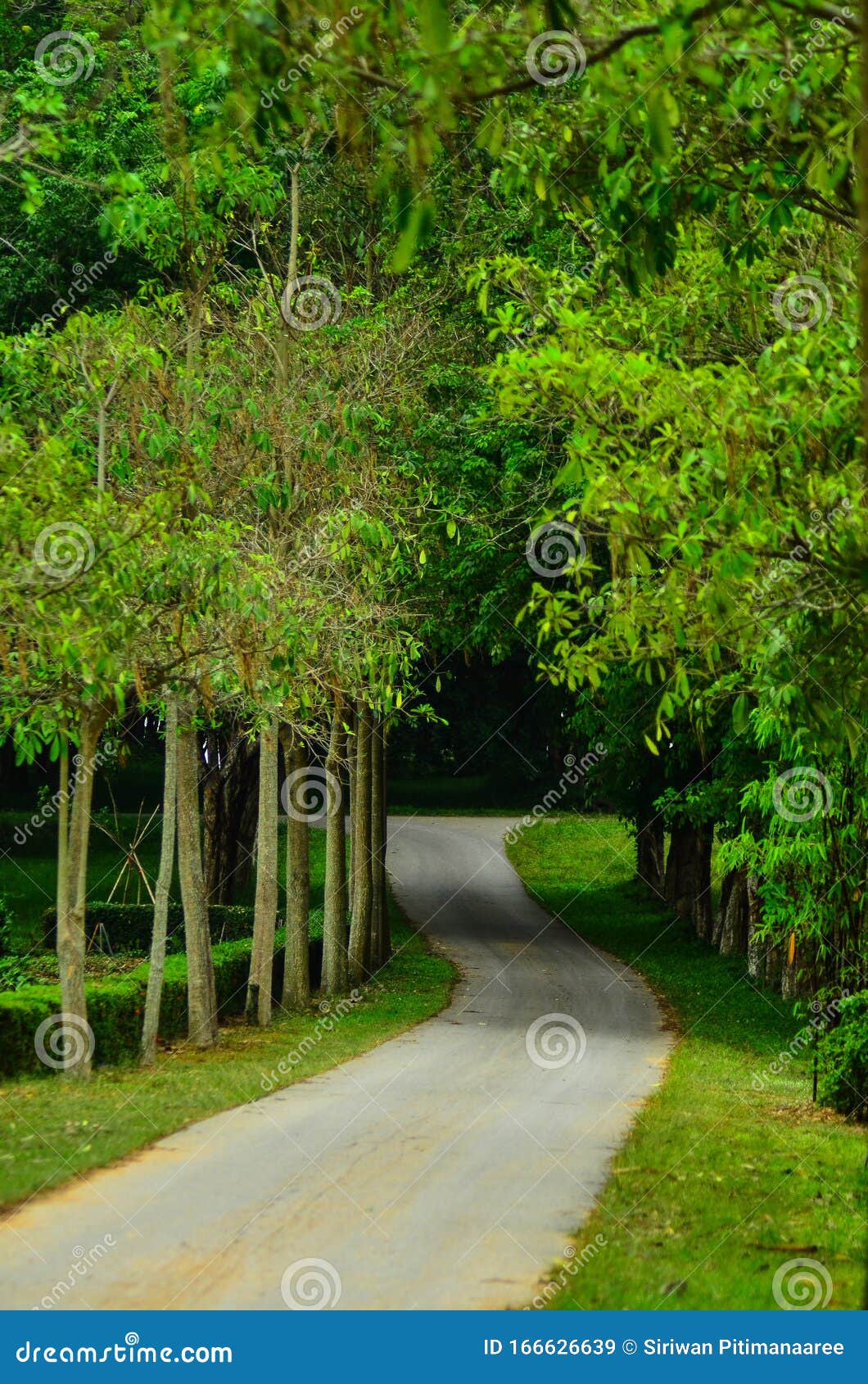 Tunnel-like Avenue of Trees, Tree Lined Footpath through Park in Spring ...