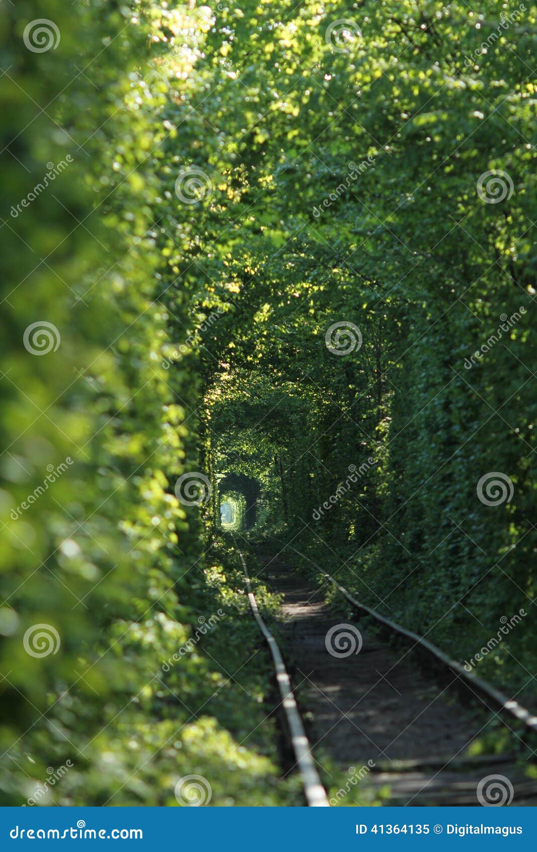 Tunnel of Love Formed by Trees in Ukraine Stock Image - Image of ...