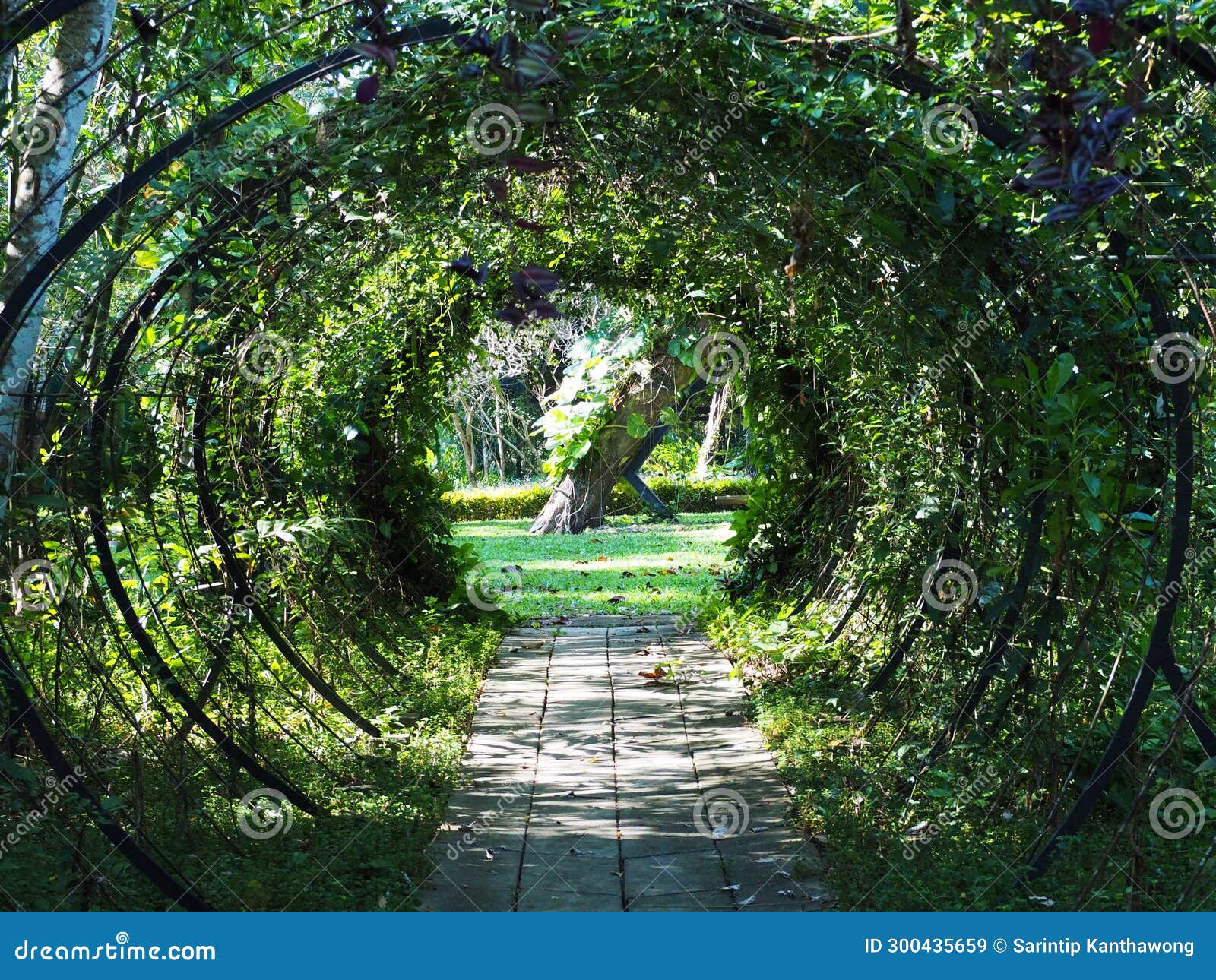 The Tunnel is Made of Climbing Plants. Stock Image - Image of ...