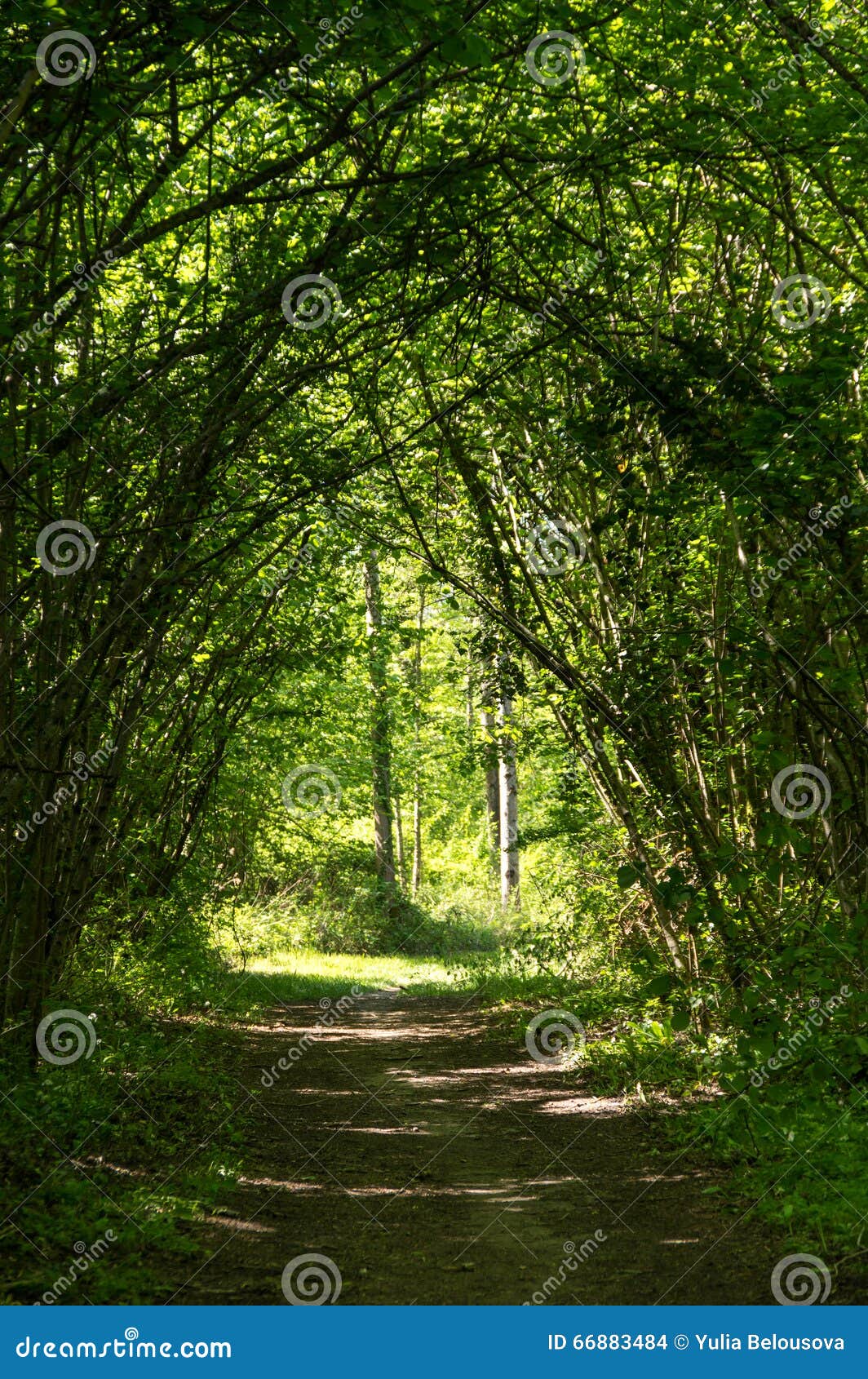 Tunnel path in the forest stock photo. Image of natural - 66883484