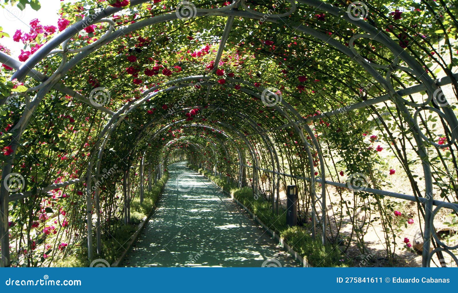 Tunnel of Roses, Danyang, South Korea Stock Image - Image of bloom ...