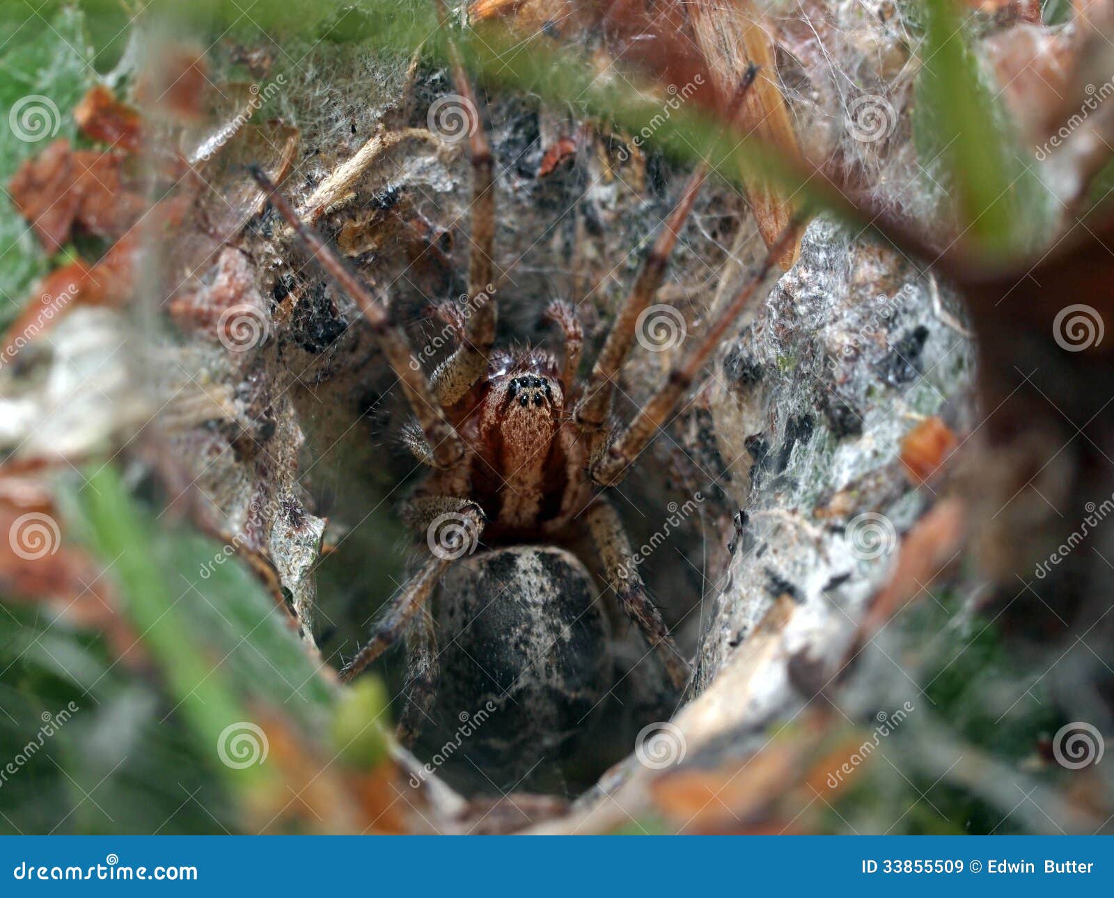 Tunnel spider stock image. Image of macro, wildlife, environment - 33855509