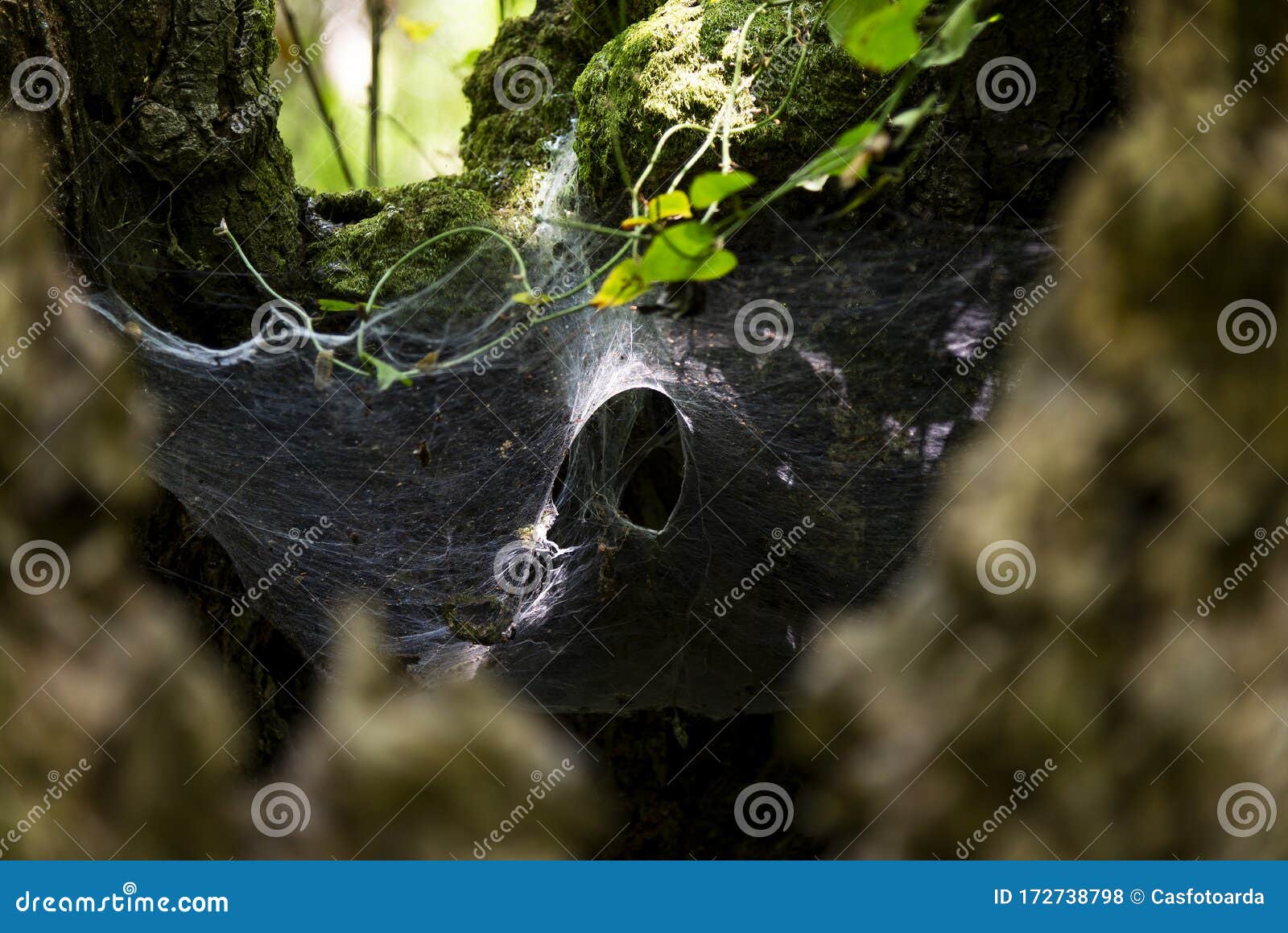 Tunnel Spider Web in a Trunk of a Tree Stock Photo - Image of silk ...