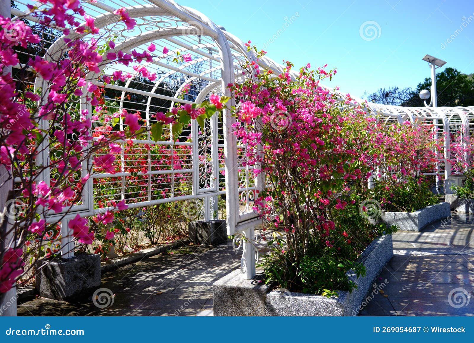 Tunnel Surrounded by Pink Flowers Stock Image - Image of walkway ...