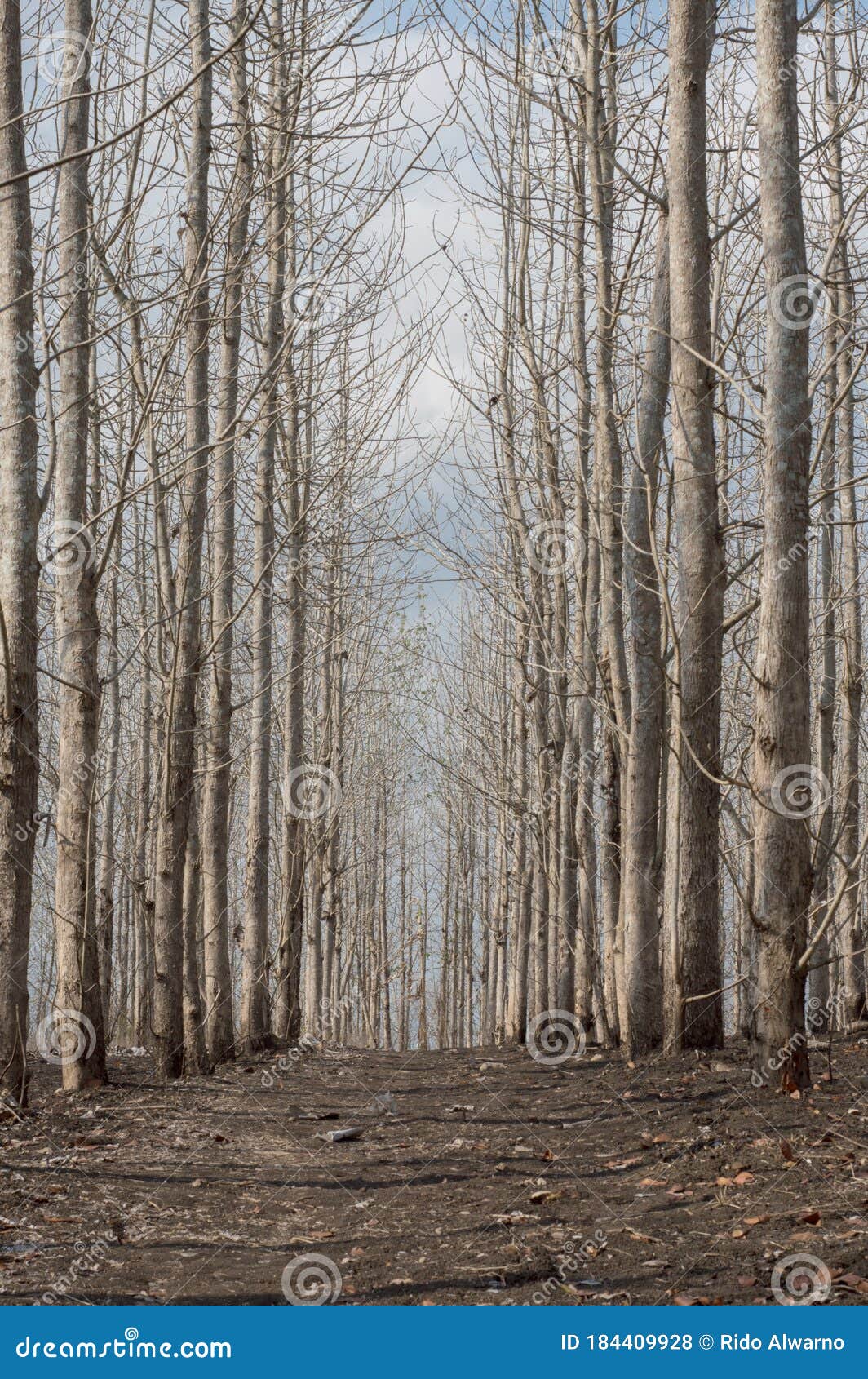 A Tunnel of Teak Trees that Molt Stock Photo - Image of fall, balt ...