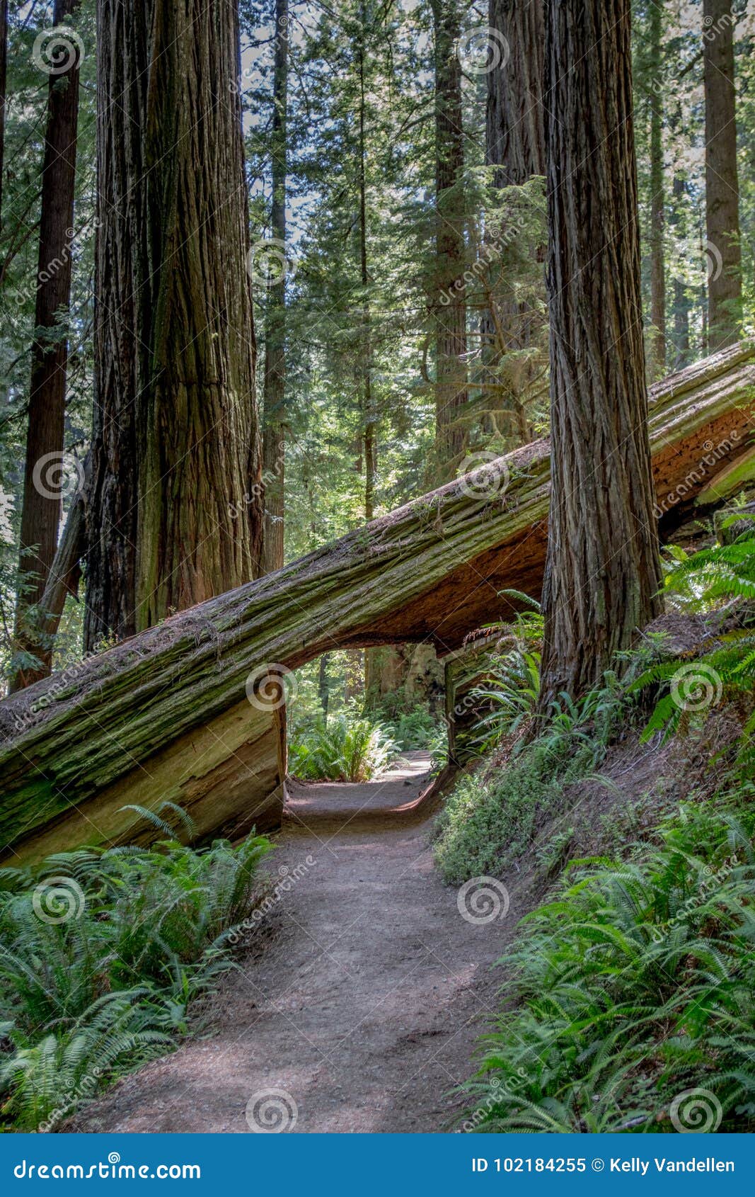 Tunnel on Trail through Fallen Redwood Tree Stock Image - Image of ... Tunnel on Trail through Fallen Redwood Tree Stock Image - Image of ...