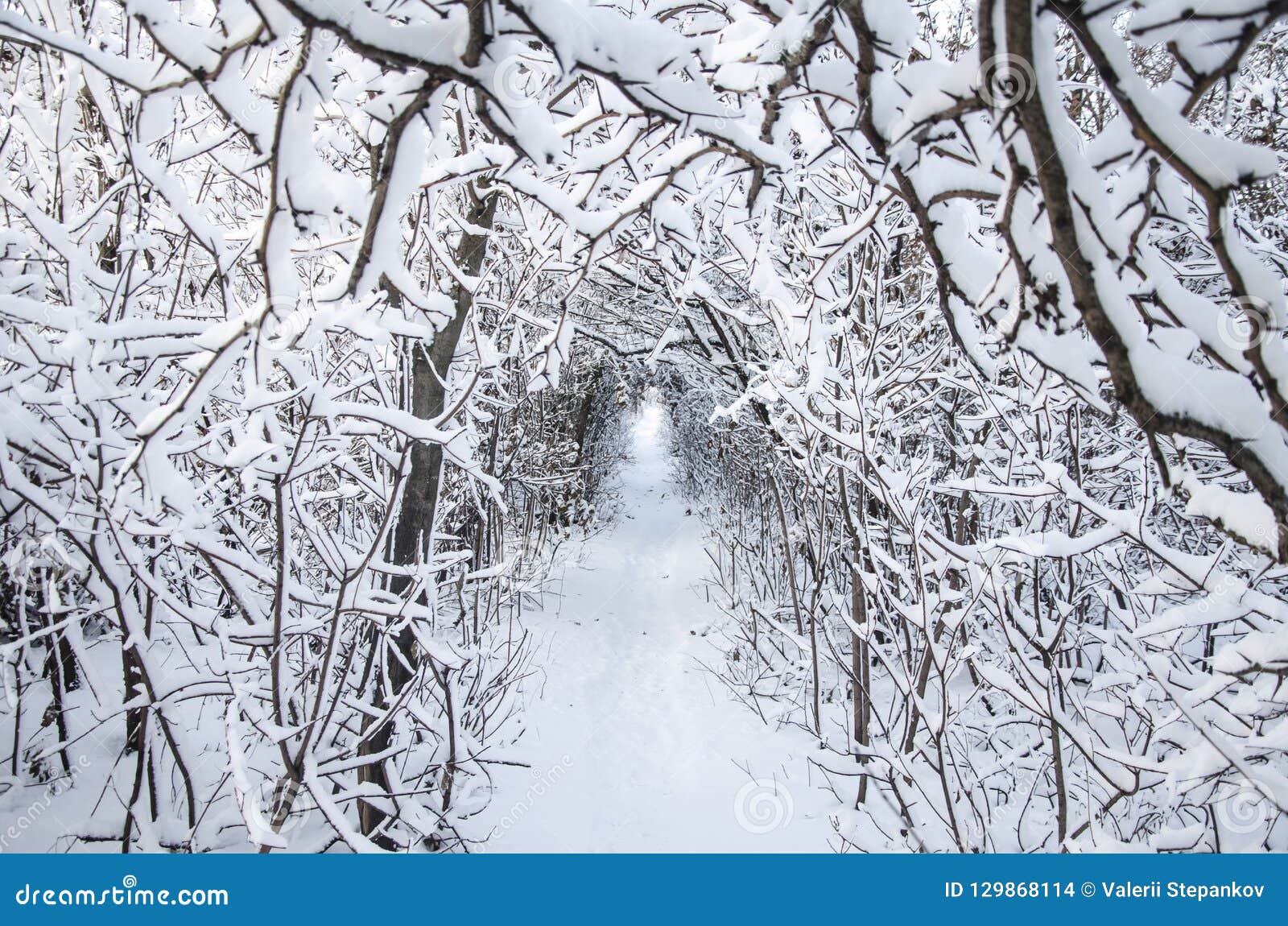 Tunnel, Trail in the Winter Forest, Trees Covered in Snow, Selective ... Tunnel, Trail in the Winter Forest, Trees Covered in Snow, Selective ...