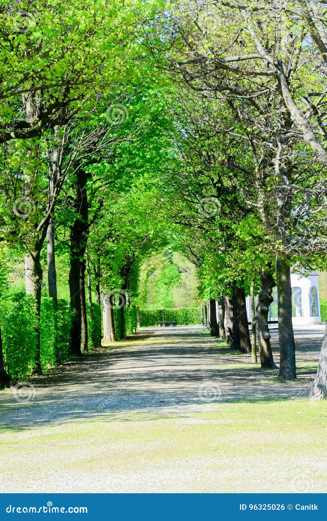 Tunnel Tree Royalty-Free Stock Photography | CartoonDealer.com #46742201