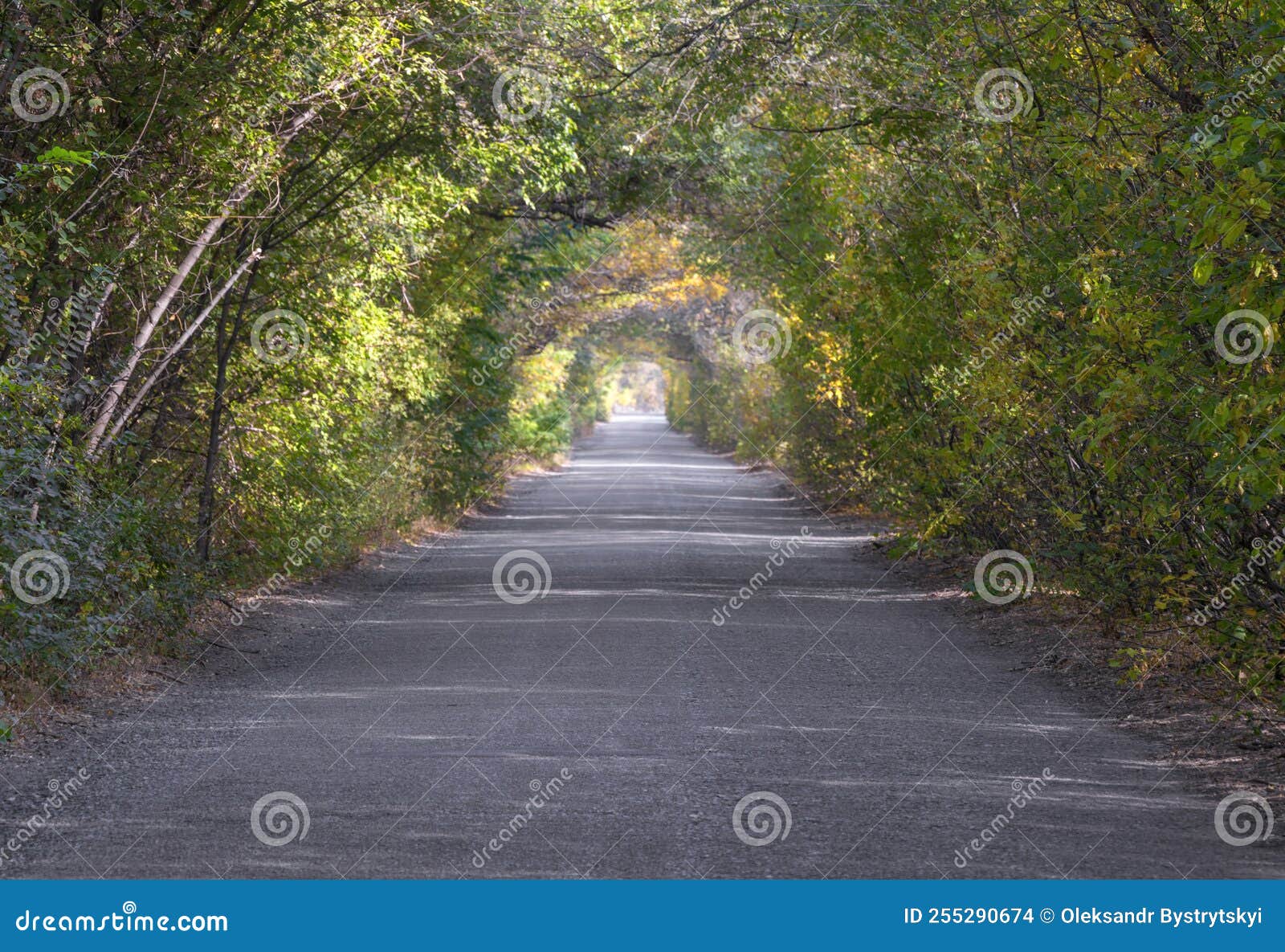 Tunnel through the trees stock photo. Image of leaves - 255290674