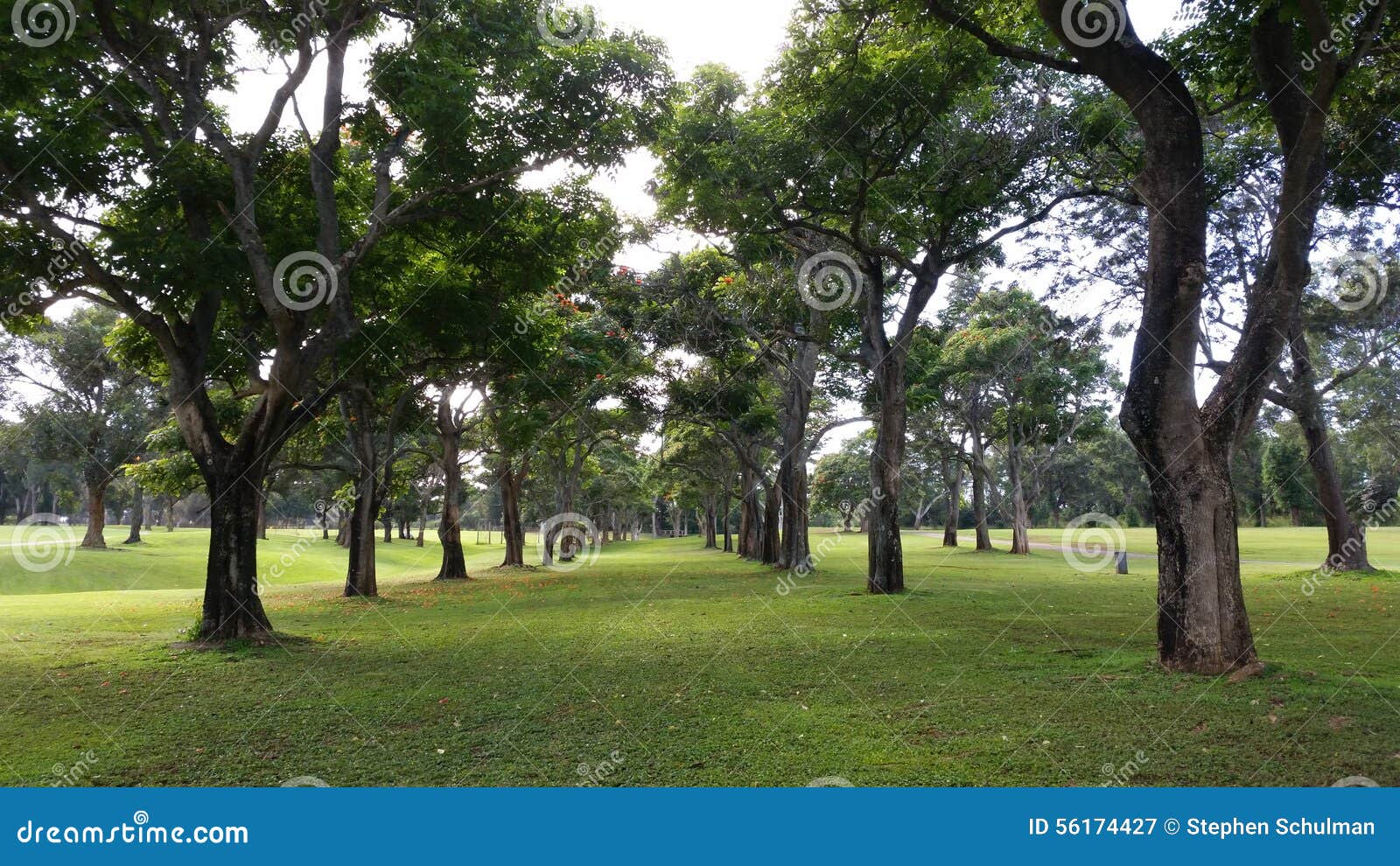 A Tunnel of Trees on a Golf Course Stock Image - Image of sunny, bright ...