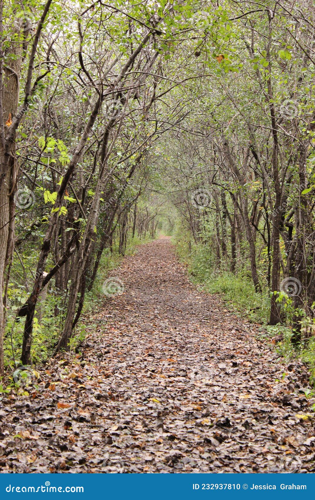 A Tunnel of Trees on a Leafy Pathway Stock Photo - Image of forest ...