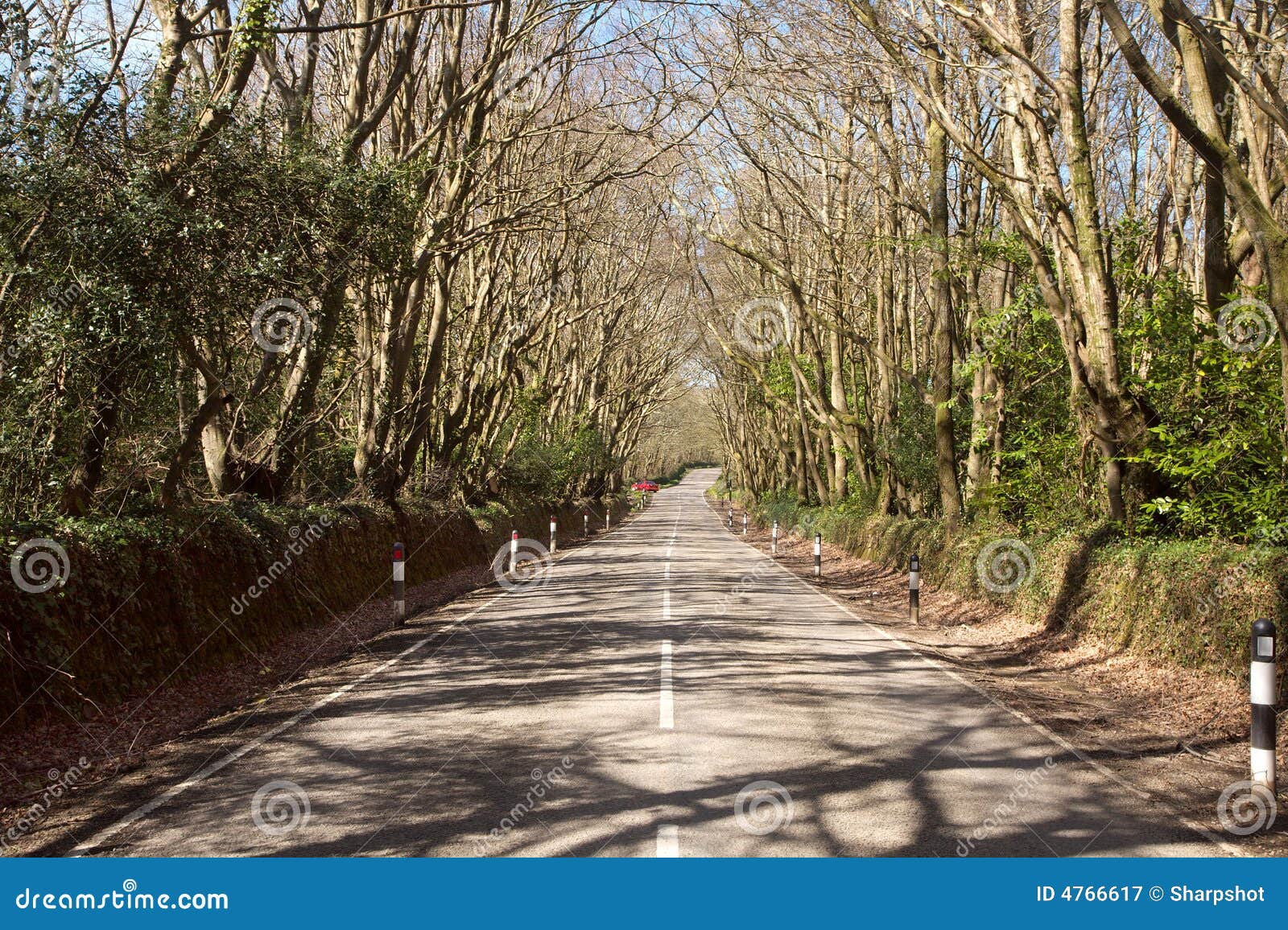 Tunnel of Trees Over a Road. Stock Image - Image of road, country: 4766617