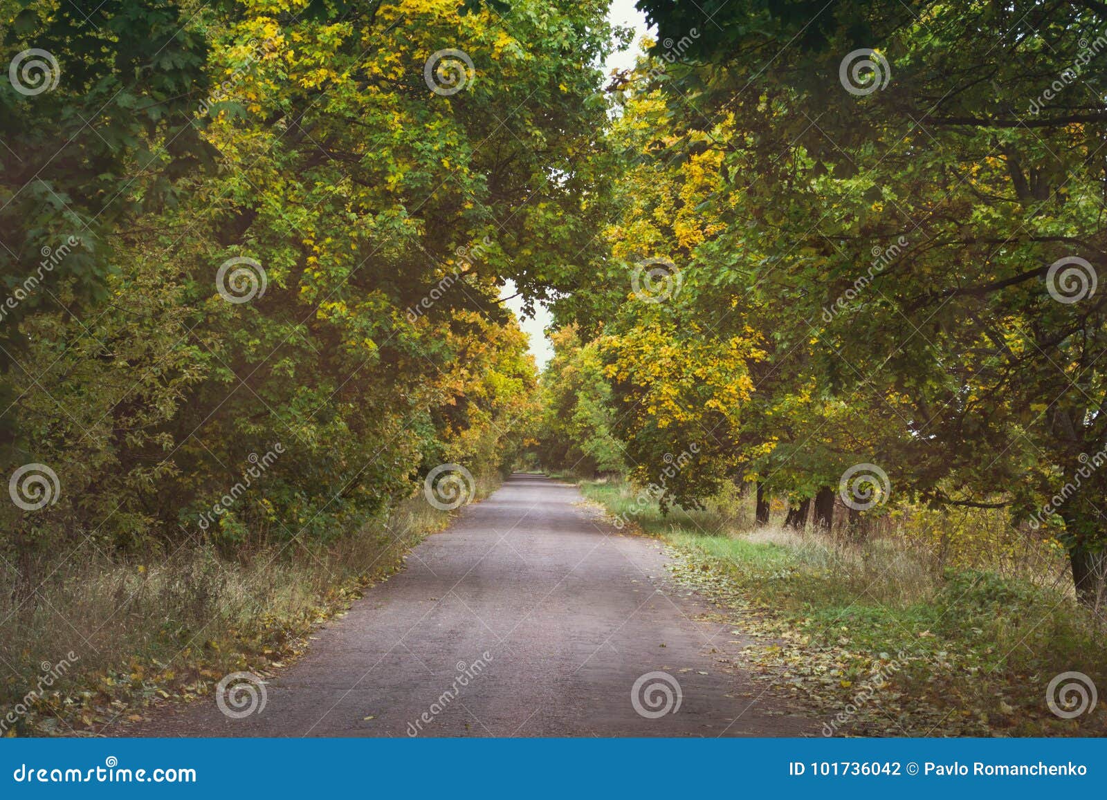 Tunnel of Yellowing Trees Over the Road in Autumn Stock Photo - Image ...
