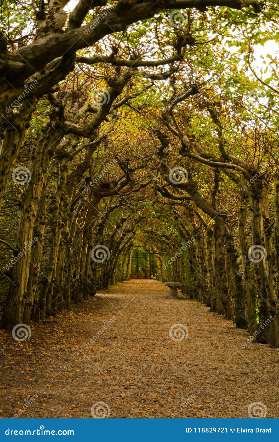 Tunnel of trees stock image. Image of idyllic, iconic - 118829721