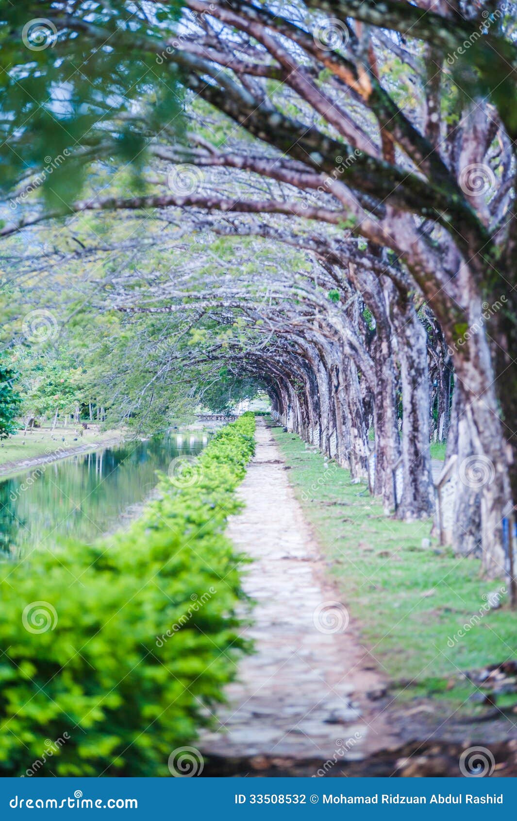 Tunnel of trees stock photo. Image of stream, trees, attraction - 33508532