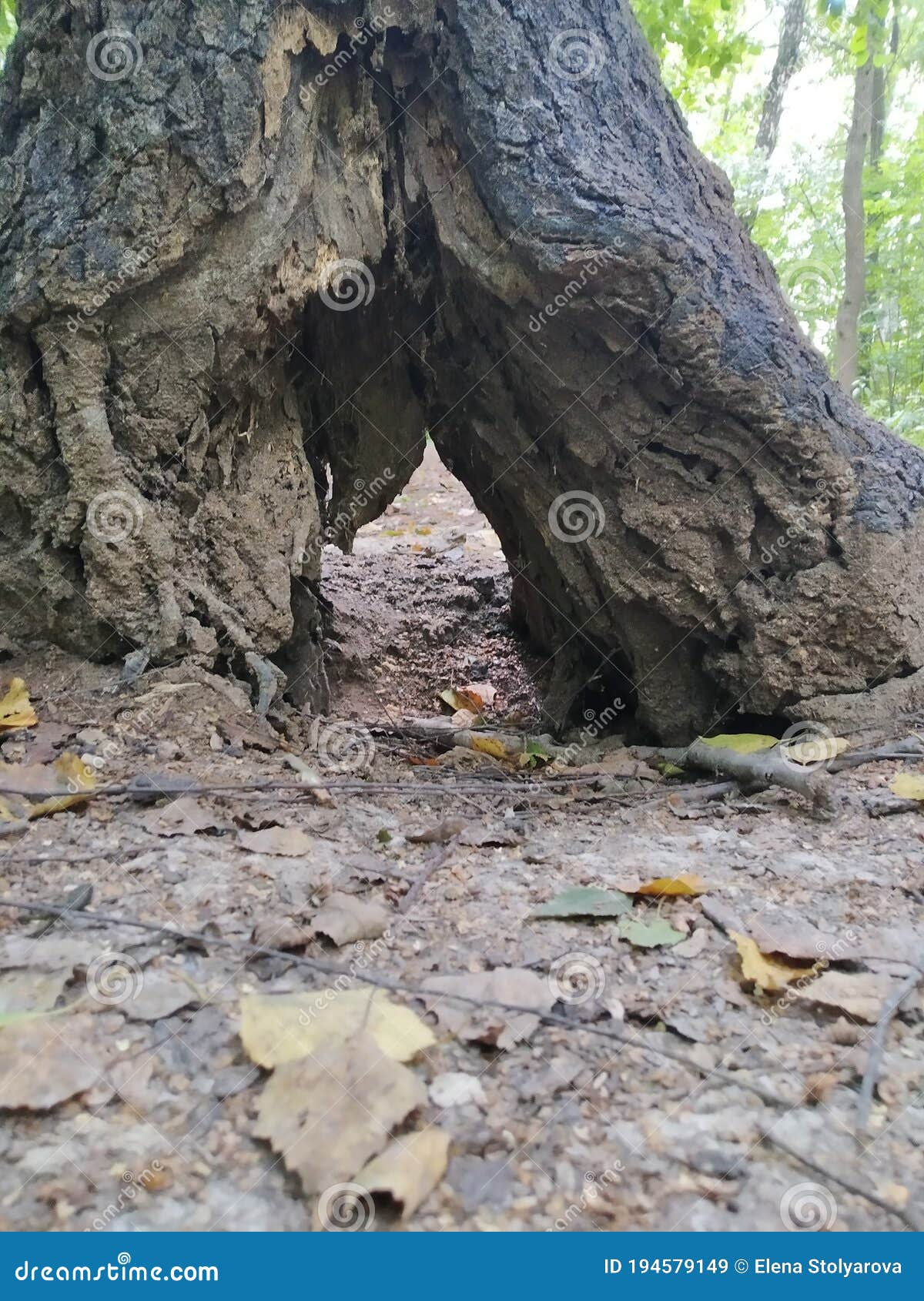 Tunnel Under the Root of a Tree in the Trunk of a Tree Stock Image ...