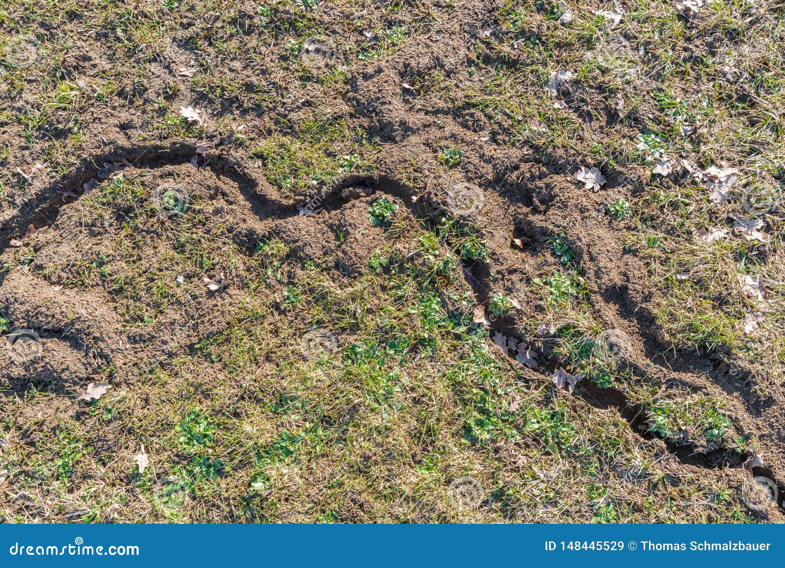 Tunnels Dug by Mice Under the Snow in Winter and Ditches on a Meadow in ...