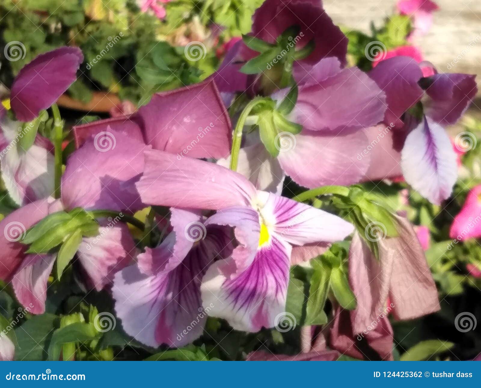 Tuntuni Stock Photos - Free & Royalty-Free Stock Photos from Dreamstime