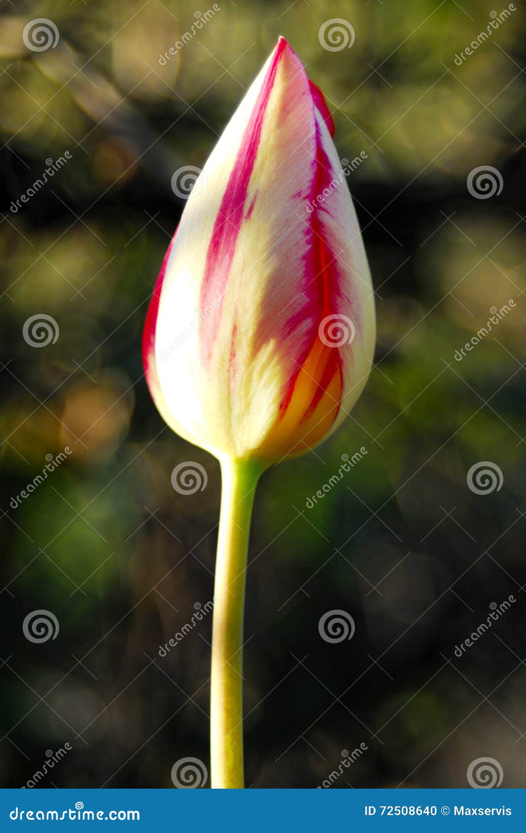 Tupip stock photo. Image of freshness, focus, bloom, plant - 72508640